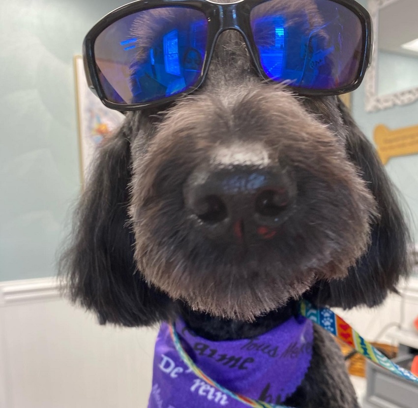 How Often Do You Need To Professionally Groom A Pudelpointer